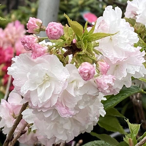 【発売日：2025年12月02日】松前固有品種の白蘭（ハクラン）に雨宿を交配して育成・選抜された品種です。花弁の外側がわずかに淡紅となる白色の花を咲かせます。上野動物園で人気だったパンダの蘭蘭（ランラン）にちなんで命名されました。春の庭木や...