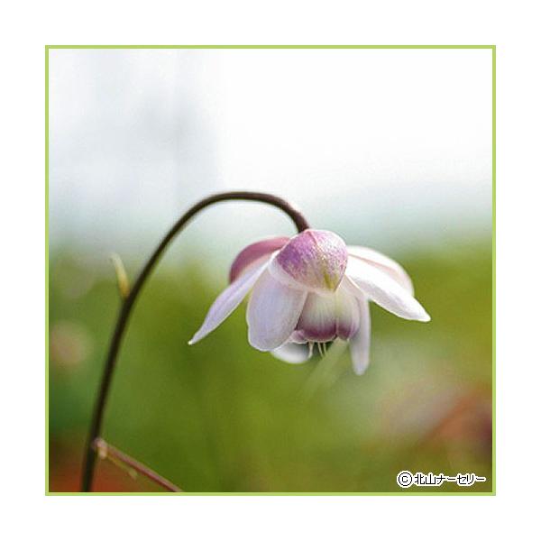 レンゲショウマは薄紫の上品な花が特徴的な山野草です。花径は4cm程で高さは80cm程に成長します。主に本州の太平洋側等に自生し、人気の強い山野草の一つです。秋に茎葉は枯れ、根の状態で越冬し春に芽吹きます。※山野草・高山植物は栽培が難しい植物...