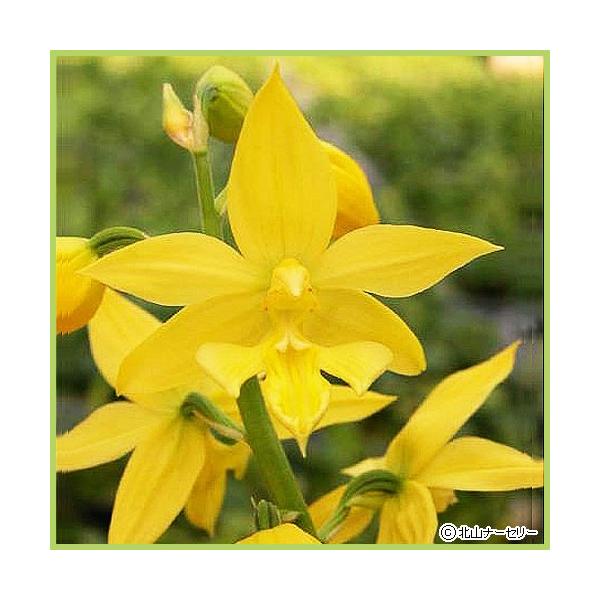 エビネは日本各地の山野に自生する野生蘭（ラン）の仲間です。黄エビネは、普通のエビネより一回り大きく、5cm程の鮮やかな黄花を数輪つけます。冬は地上部が枯れてなくなり、早春に芽吹いてきます。複数本育てることで、庭やテラス・ベランダを山野草・高...