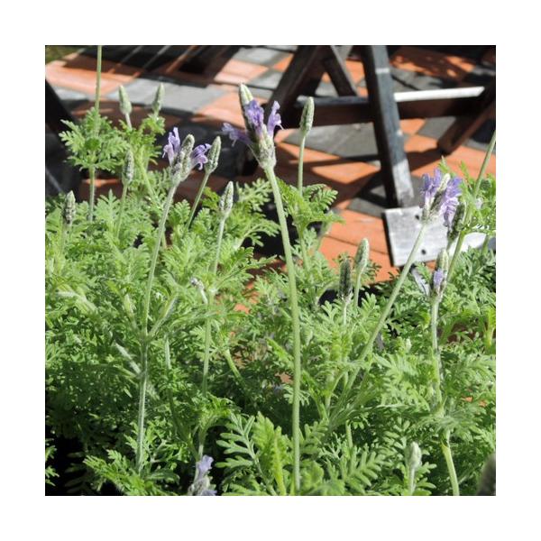 【発売日：2022年04月05日】モコモコとした葉が可愛らしいラベンダーです。開花期間も長く次々と開花し、寄せ植えや花壇に人気のラベンダーです。一般的なラベンダーより寒さに弱いので寒冷地では1年草扱いや冬季は室内で管理して下さい。ハーブ「ラ...