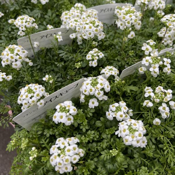 【発売日：2026年01月20日】フチンシ・アルピナはヨーロッパの中・南部の山地、アルプスやピレネー、アペニン山脈の北・中部標高３４００メートルまでの石灰岩地に分布しています。葉は羽状に分裂し、無毛で光沢があります。アリッサムに似た直径４〜...