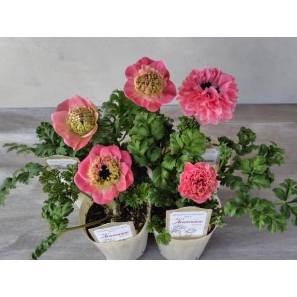 【発売日：2026年02月03日】アネモネは鮮やかな色彩で、花持ちもよく、切花として楽しめる球根植物です。また、可愛らしい花形なので寄せ植えとしてもお楽しみいただけます。「レバンテシリーズ」は八重咲きの大輪品種で従来の八重品種に比べて軸が太...