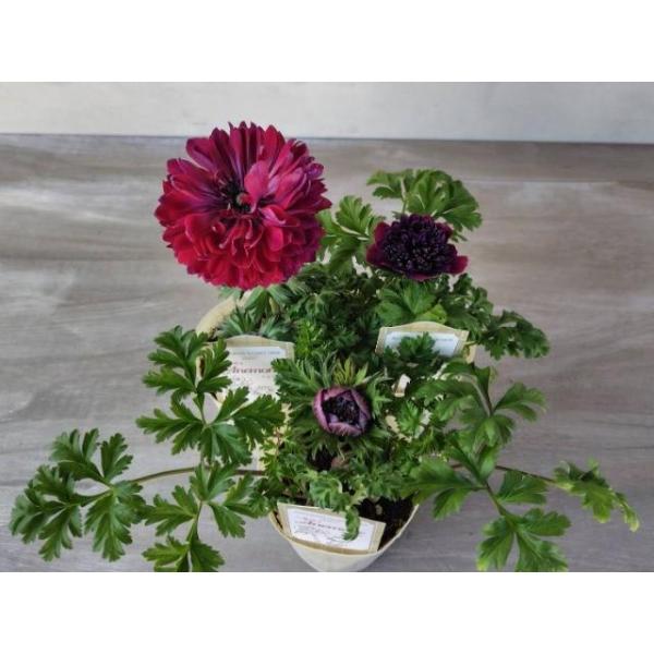 【発売日：2026年02月03日】アネモネは鮮やかな色彩で、花持ちもよく、切花として楽しめる球根植物です。また、可愛らしい花形なので寄せ植えとしてもお楽しみいただけます。「レバンテシリーズ」は八重咲きの大輪品種で従来の八重品種に比べて軸が太...