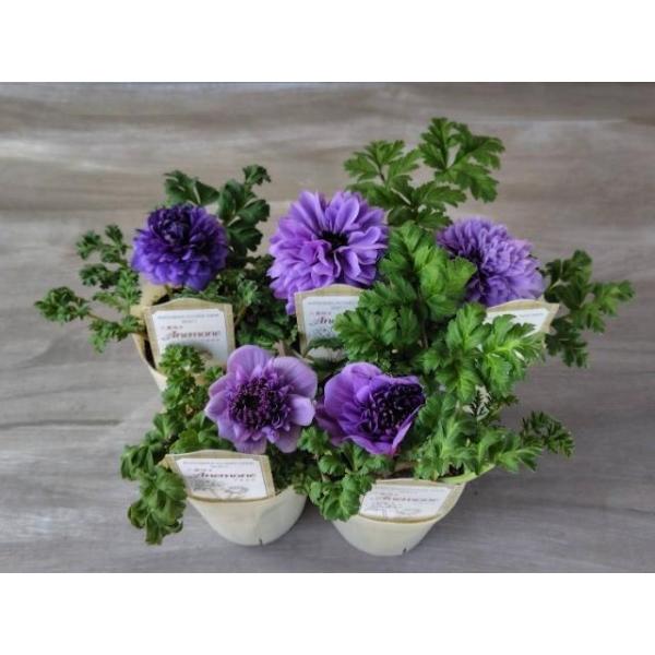 【発売日：2026年02月03日】アネモネは鮮やかな色彩で、花持ちもよく、切花として楽しめる球根植物です。また、可愛らしい花形なので寄せ植えとしてもお楽しみいただけます。「レバンテシリーズ」は八重咲きの大輪品種で従来の八重品種に比べて軸が太...