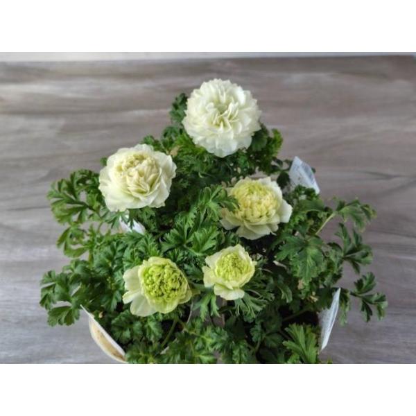 【発売日：2026年02月03日】アネモネは鮮やかな色彩で、花持ちもよく、切花として楽しめる球根植物です。また、可愛らしい花形なので寄せ植えとしてもお楽しみいただけます。「レバンテシリーズ」は八重咲きの大輪品種で従来の八重品種に比べて軸が太...