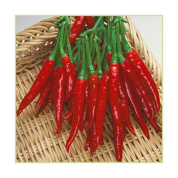 【発売日：2026年04月22日】鷹の爪（タカノツメ）は、先がとがってやや曲がった、光沢のある唐辛子（トウガラシ）。平均果長は3〜5cm。乾燥させた実はとても辛く、輪切りや粉末（一味唐辛子）にして香辛料として使います。品種名は日本タカ。※こ...