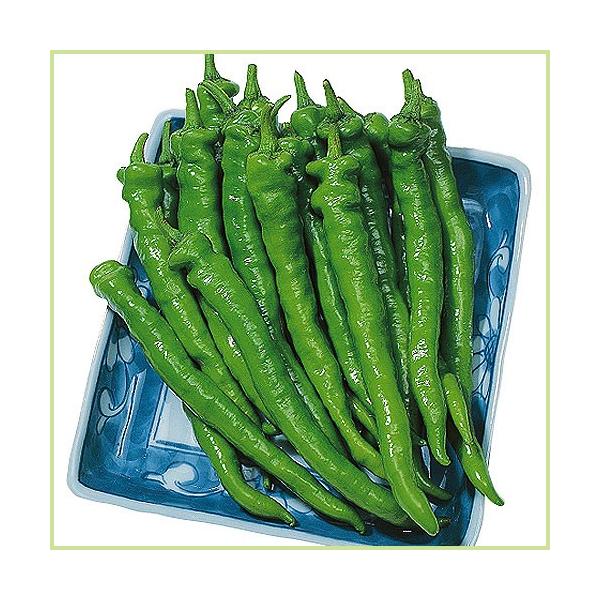 【発売日：2026年04月22日】伏見甘長唐辛子（トウガラシ）は、京都の伏見地区で栽培されてきた甘唐辛子です。辛みが無い唐辛子なので、「伏見甘」とも呼ばれ、独特な風味と甘さを持ち、万願寺とうがらしと共に、京の伝統野菜の一つです。果長は10〜...