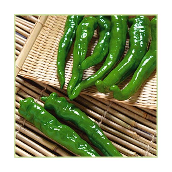 【発売日：2026年04月22日】甘とう美人は、万願寺唐辛子から作られた青唐辛子です。見た目よりも果肉が柔らかく、爽やかな風味がある割に辛味や苦味が少ないため、年代を問わず食べやすく人気です。※こちらの商品は予約販売となっております。商品発...