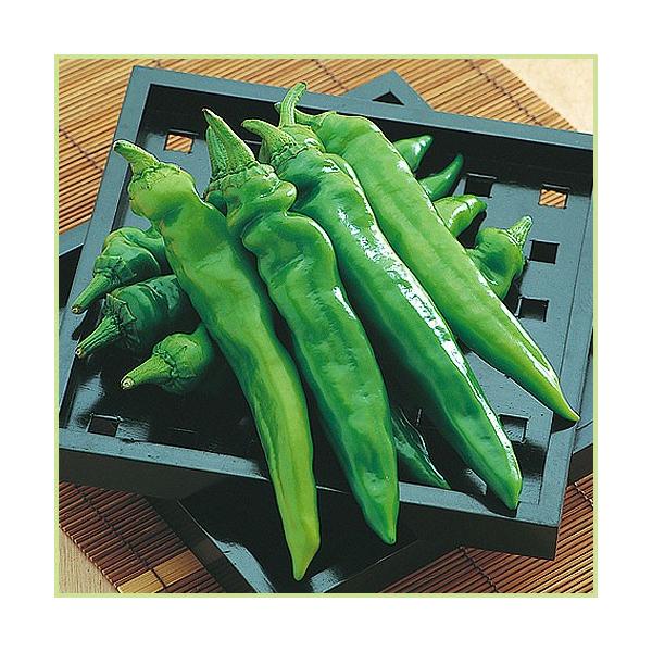 【発売日：2026年04月22日】万願寺唐辛子（トウガラシ）は、大型で果肉の厚い青とうがらし。京都の万願寺地域のブランド野菜です。赤く色づく前に収穫し、焼きものや煮物、てんぷら等に利用します。※こちらの商品は予約販売となっております。商品発...