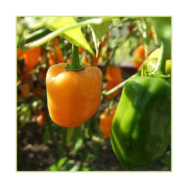 【発売日：2026年04月22日】ハバネロは、メキシコ原産の激辛唐辛子（トウガラシ）。タバスコの約10倍と言われるほどの辛さがあります。刻んで、ドレッシングやソース、生サラダに入れて食すのがおすすめです。※こちらの商品は予約販売となっており...