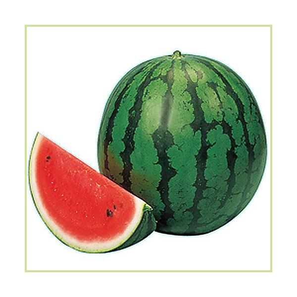 【発売日：2026年04月25日】果重7〜8kgの定番の大玉スイカ。作りやすさ、取り扱いやすさ、品質の良さ、どれをとっても良く、変形果も少なく玉揃いは極めてよいのが特徴です。西瓜（スイカ）は子どもから大人まで幅広く愛されている人気の果物野菜...