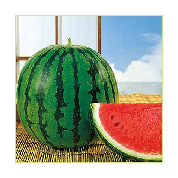 【発売日：2026年04月25日】家庭菜園やベランダ栽培でも楽しめる小玉スイカです。果実は甘くて赤く、重さ1.5〜2kg程の食べごろサイズです。家庭菜園では、あまりスペースをとらず、育てやすい小玉西瓜（スイカ）の栽培をお勧めします。西瓜（ス...