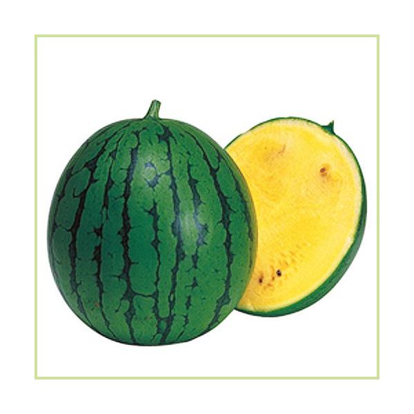 【発売日：2026年04月25日】ニューこだまは、果重1.8〜2kg程度の小玉西瓜（スイカ）。果肉は濃黄色で黄肉特有の上品な甘さがあります。生育旺盛で、低温や暑さにも強く、多収穫できます。家庭菜園では、あまりスペースをとらず、育てやすい小玉...