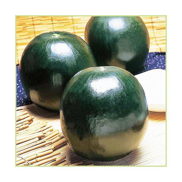 【発売日：2026年04月25日】大魔神は、果重7〜8kgの大玉スイカ。黒緑色の果皮ですが中は美味しそうな真っ赤の果実です。糖度は11度以上と甘く、見た目に反して非常に美味しいスイカです。品種はブラックボールに変更の場合があります。あらかじ...