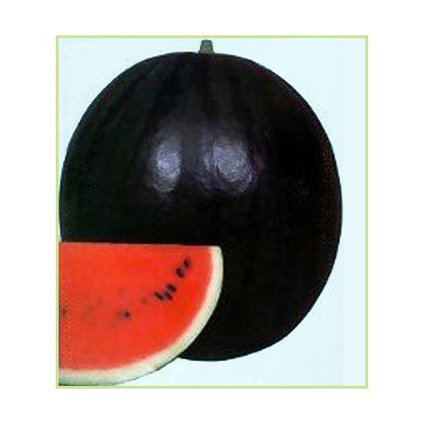 【発売日：2026年04月25日】キャノンボールは、ツヤのある黒紫色で玉揃良く、果重7〜8kgになる大玉の西瓜（スイカ）です。果肉は色ムラの少ない鮮紅色、肉質は繊維が極少なく適度のしまりとシャリ気強く、安定度の高い品種です。糖度は非常に高く...