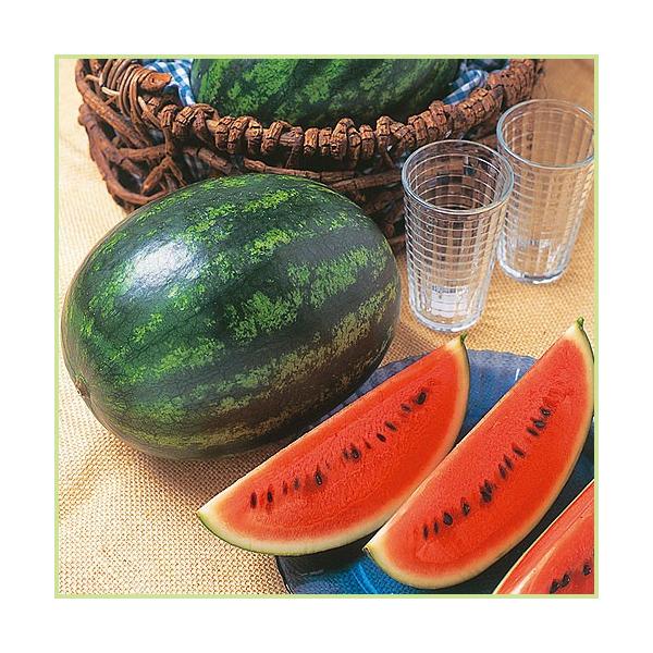 【発売日：2026年04月25日】マダーボールは、ラグビーボールのような楕円形の小玉スイカです。皮が薄く糖度は13度と高く、食感はシャキッとした感じで甘みがあります。大きさは2〜4kgの小玉です。家庭菜園では、あまりスペースをとらず、育てや...