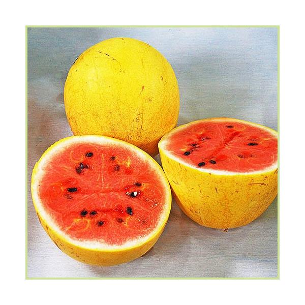 【発売日：2026年04月25日】金のたまごは、果重2.5〜3.0kg程の黄皮・赤肉の小玉西瓜（スイカ）です。外見は黄色に濃い縞が細く入る美しく、中の肉質はややしまり、シャリ感があり、切ったときの香りが強いのが特徴です。生育も旺盛で、着果し...