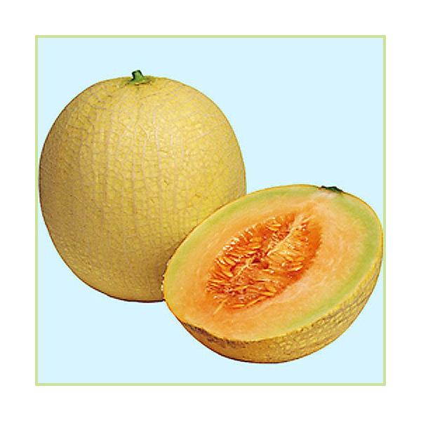 【発売日：2026年04月25日】サンライズは、栽培し易い地這い栽培用のネットメロンです。果重は800g〜1kg程度。果肉はサーモン色で、肉質がよく、安定した糖度で芳香があり、甘味が強くて美味しい。病気に強く雨よけしなくても大丈夫です。家庭...