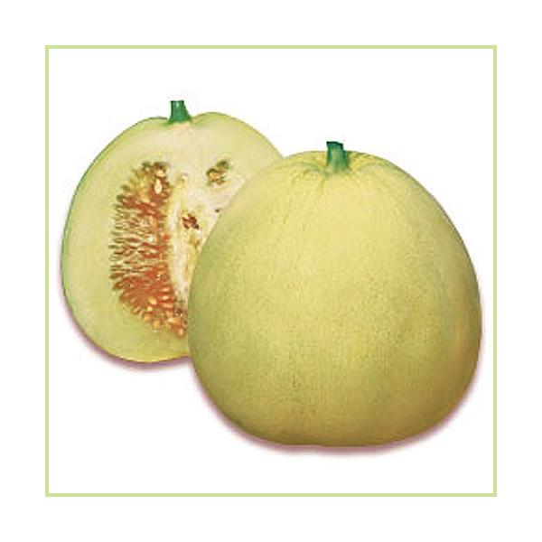 【発売日：2026年04月25日】ニューメロンは、果重300g程度の小型のメロンです。果肉の厚さは中程度。白肉で肉質はサクサクとして歯ざわりがよく、糖度の上昇が早く、甘くて美味しい。耐暑・耐湿性にすぐれ、病気にもかかりにくく、一斉に着果して...