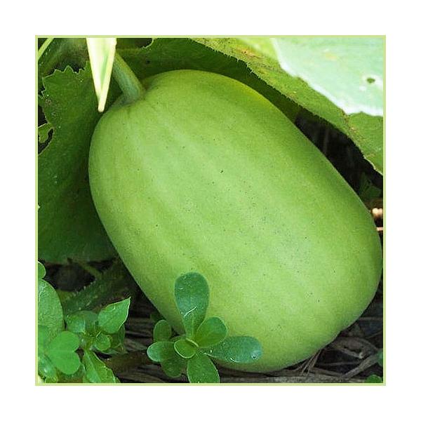 【発売日：2026年04月25日】一口メロンは、小さくて手頃なひとくちサイズのメロンです。高温多湿に強いので病気にかかり難く、栽培しやすいメロンです。家庭菜園でもできる方法でメロン栽培にチャレンジしてみませんか？※こちらの商品は現在予約販売...