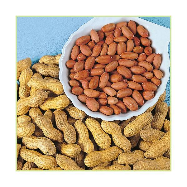 【発売日：2026年04月25日】半立性大粒落花生は、初心者にも作りやすい大粒の落花生（ピーナッツ）。甘みとコクが強く、おつまみやピーナッツバターとして美味しくいただけます。※こちらの商品は現在予約販売となっております。商品発送は4月末〜5...