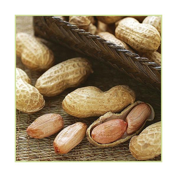 【発売日：2026年04月25日】おおまさりは、一般的な落花生（ピーナッツ）の約2倍程の大きさの落花生（ピーナッツ）です。実は柔らかく甘みがあります。収穫量も多く栽培しやすいので家庭菜園におすすめの品種です。落花生（ピーナッツ）の苗サイズ：...