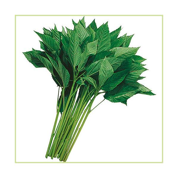 【発売日：2026年04月22日】モロヘイヤは、若葉を食用とし、刻んだりゆでたりするとオクラやトロロに似た特有の粘りがでます。カロテン、ビタミンB、ビタミンC、カルシウム、食物繊維などを豊富に含む緑黄色野菜の代表です。1株で非常に大きくなり...