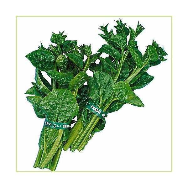 【発売日：2026年04月22日】ツルムラサキは、葉と茎を食用にします。味はホウレンソウに似ていますが、独特の粘りがあります。主に中華料理の炒め物やベトナム料理、日本ではおひたしや味噌汁に利用されます。ビタミンやミネラル等の栄養をを非常に多...