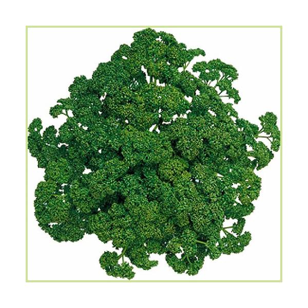 パラマウント・パセリは、ビタミン、ミネラルが豊富な定番の健康野菜です。1年中利用でき、家庭菜園やプランターでも簡単に栽培できます。野菜「パラマウント・パセリの苗」サイズ：9cmポット植え植える時期：4月下旬〜5月頃収穫時期：6〜7月頃から。...