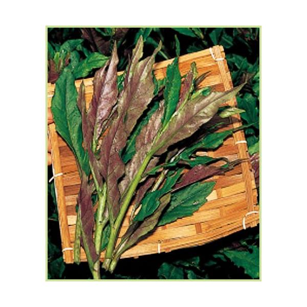 【発売日：2026年04月22日】金時草（きんじそう・きんときそう）は、茹でるとモロヘイヤのようなぬめりがでる加賀野菜の一つです。若い葉や茎をお浸しや和え物、てんぷらにして食すのが一般的です。ビタミンAや鉄分、カルシウムを含む健康野菜として...