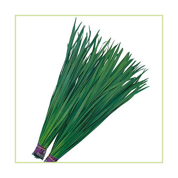 【発売日：2026年04月22日】ニラ（にら）は、独特の香りをもつ夏に食べたくなる栄養価の高い野菜です。多年草ですので、一度植えれば4〜5年は収穫できます。また大変丈夫で少しくらい放置しても育つので、ぜひ家庭菜園の隅やプランターで育ててみて...