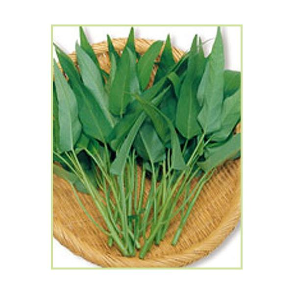 【発売日：2026年04月22日】空芯菜（クウシンサイ）は、中華料理や炒め物に大変人気の野菜です。茎が空洞になっていることから空芯菜（クウシンサイ）と呼びます。別名は、エンサイ（エンツァイ）やヨウサイ。あっさりと、塩コショウやニンニクと炒め...