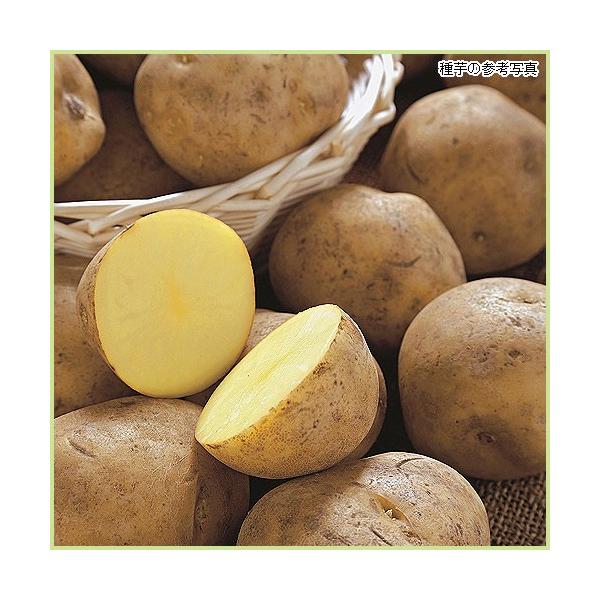 野菜・じゃがいも（ジャガイモ）「とうやの種芋（2kg）」を販売。煮物・煮込み料理におすすめ。とうやは男爵に似た大粒のジャガイモですが、粒揃いが良く収穫量の多い優秀な品種です。でん粉が少なめで低カロリー、ビタミンＣが豊富でヘルシーです。肉質は...