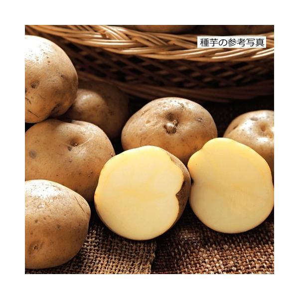 野菜・じゃがいも（ジャガイモ）「男爵薯（だんしゃくいも）の種芋（2kg） 」を販売。定番の人気品種です。男爵薯（だんしゃくいも）は日本で一番食べられているじゃがいも（ジャガイモ）の品種です。初期生育と早期肥大性に優れ、栽培期間が短いので施肥...