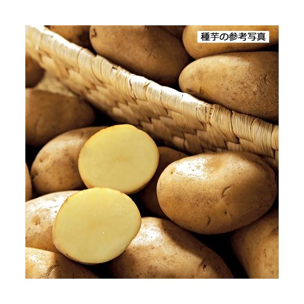 野菜・じゃがいも（ジャガイモ）「メークインの種芋（2kg） 」を販売しています。メークインはカレーやシチュー、 肉じゃがなどの煮込み料理や、ポテトサラダ向きの品種のじゃがいも（ジャガイモ）です。収穫量は「男爵薯」よりやや多く、食味は極めて優...
