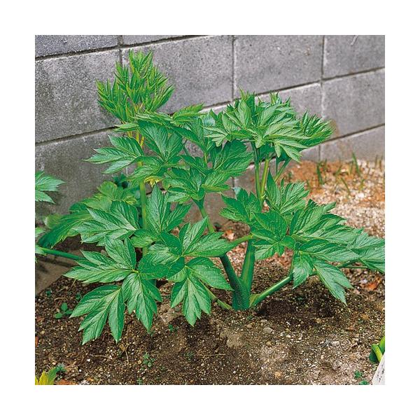 明日葉(アシタバ)の苗(3苗セット) : 植物・園芸専門店 花育 明日葉(アシタバ)の苗(3苗セット) : 植物・園芸専門店 花育