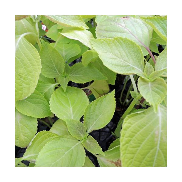 【発売日：2026年04月22日】見た目は青しそ（大葉）に似ていますが、独特の香りがあり、焼肉を葉で巻いてさっぱりと頂きます。他にも醤油漬け、サラダ、炒め物にもご利用できます。※こちらの商品は現在予約販売となっております。商品発送は4月末〜...