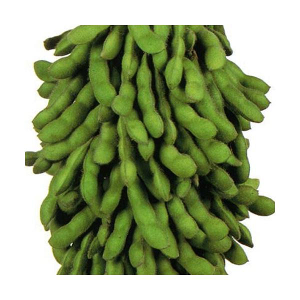 【発売日：2026年04月25日】枝豆（エダマメ）「札幌緑」は、ふっくらとした大莢で、食味よく品質の安定した美味しさ。茎太く丈夫でコンパクトにまとまり、作りやすいおすすめ品種です。 枝豆（エダマメ）は、暑い夏の日のおつまみに最適です。家庭菜...