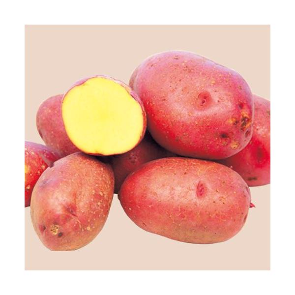 【発売日：2020年12月19日】紅メークインとも呼ばれ、赤皮が特徴的で、甘みが強く、粘性が高いのでしっとりした食感。煮崩れしにくい煮物向きの品種。生育が良く多収穫。サカタのタネ開発の国産品種。じゃがいも（ジャガイモ）の種芋： 約1kg●タ...