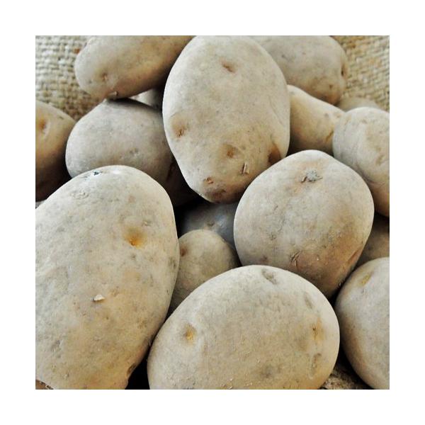 野菜・じゃがいも（ジャガイモ）・とよしろの種芋（2kg）を販売。揚げ物にした場合の黒い変色が少ないため、ポテトチップスやフレンチフライ等に向いている品種です。若干粉質で、煮くずれも少ないため一般料理にもＯＫ。スナック菓子の原料として普及して...