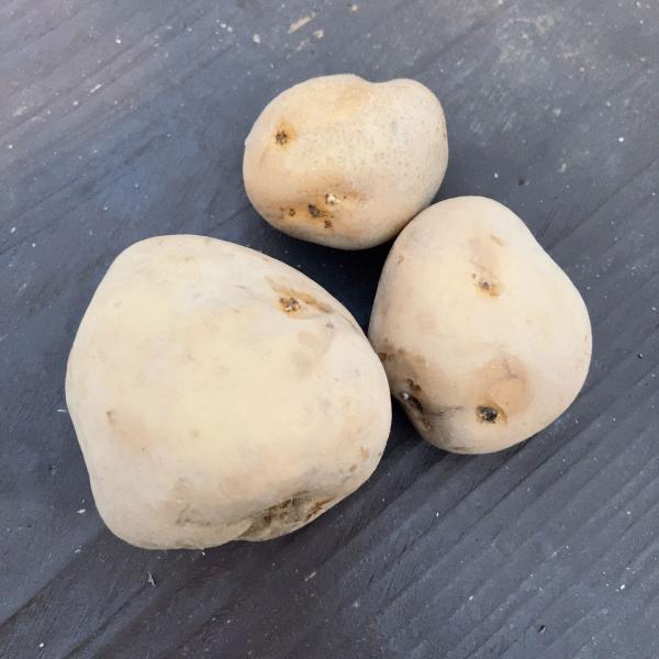 【発売日：2020年12月19日】野菜・じゃがいも（ジャガイモ）・オホーツクチップの種芋（1kg）を販売。肉質はやや粉質で雑味の少ないあっさりとした味わいが特徴の早生品種。同じ加工向けの「とよしろ」よりも揚げ物にした場合の黒い変色が少ないで...