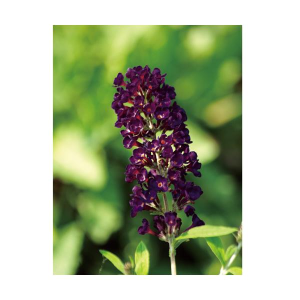 【発売日：2025年03月25日】目を引くダークパープルの小さな花を房状に密につけるブッドレア。暑い時期でも次々に開花する花には芳香があり甘い香りが漂います。ブッドレアは、とても丈夫で日本全国どこでも育つ生育旺盛な低木花木です。また、剪定に...