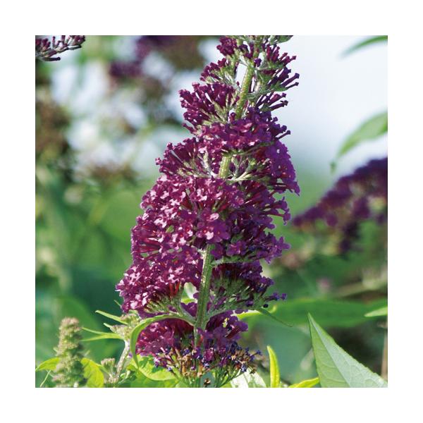 【発売日：2025年03月25日】落ち着いた赤紫色の小さな花を房状に密につけます。暑い時期でも次々に開花する花には芳香があり、甘い香りが漂い蝶が集まります。ブッドレアは、とても丈夫で日本全国どこでも育つ生育旺盛な低木花木です。また、剪定にも...