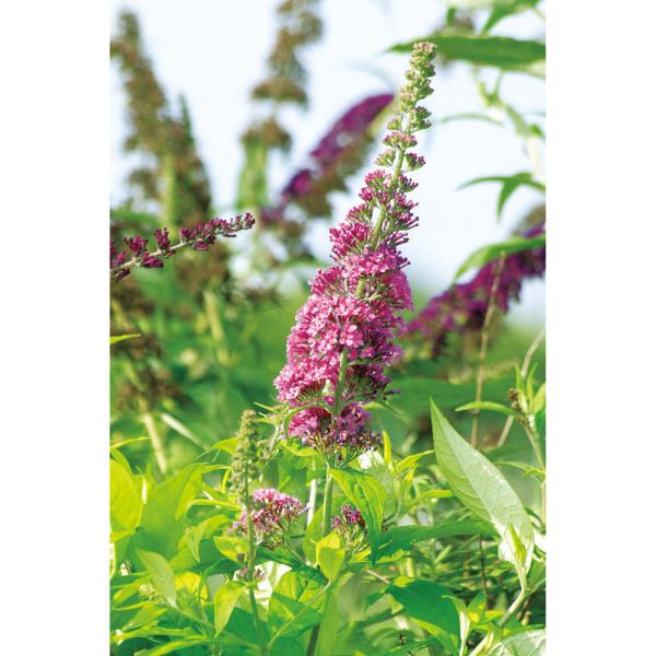 【発売日：2025年03月25日】やわらかい桃色の小さな花を房状に密につけます。３０ｃｍ程になる花穂に暑い時期でも次々花を咲かせます。花には芳香があり、優しい甘い香りが漂います。ブッドレアは、とても丈夫で日本全国どこでも育つ生育旺盛な低木花...