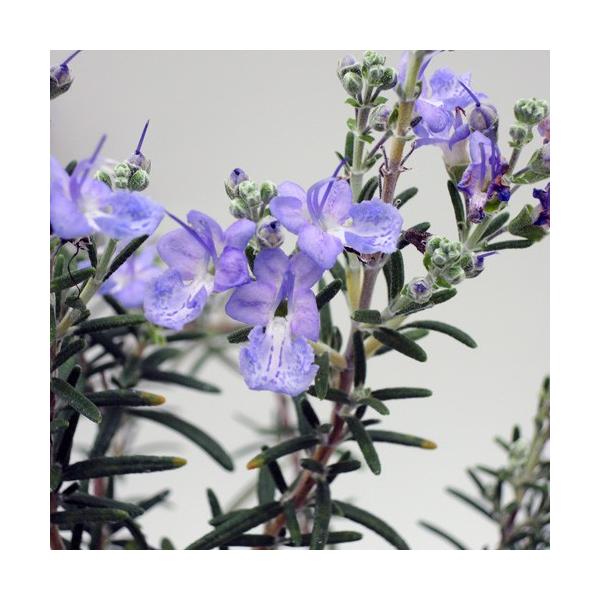 セブアンシスブルーは濃いブルーの花色で性質強健の育てやすい品種です。樹形は半這い性のお勧め品種。ハーブの中でも香りの強いローズマリーは、香りを楽しむハーブとして優れています。また、ローズマリーの花は、苗が充実すれば冬と夏の一時期を除いて年中...