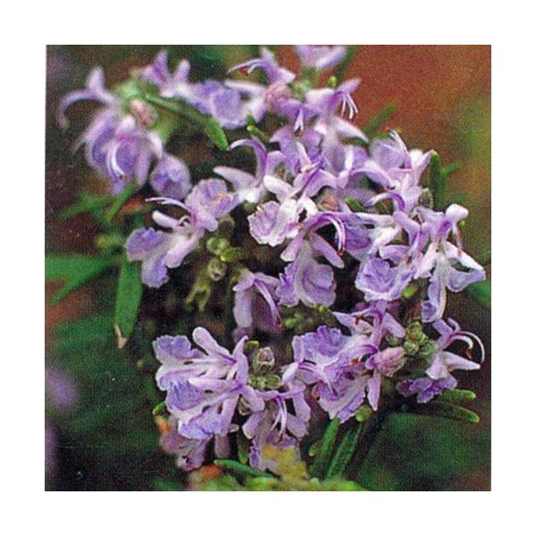 カプリは淡いブルーの花色の這い性品種です。ハンギングバスケットにするときれいに垂れ下がって見応えがあります。ハーブの中でも香りの強いローズマリーは、香りを楽しむハーブとして優れています。また、ローズマリーの花は、苗が充実すれば冬と夏の一時期...