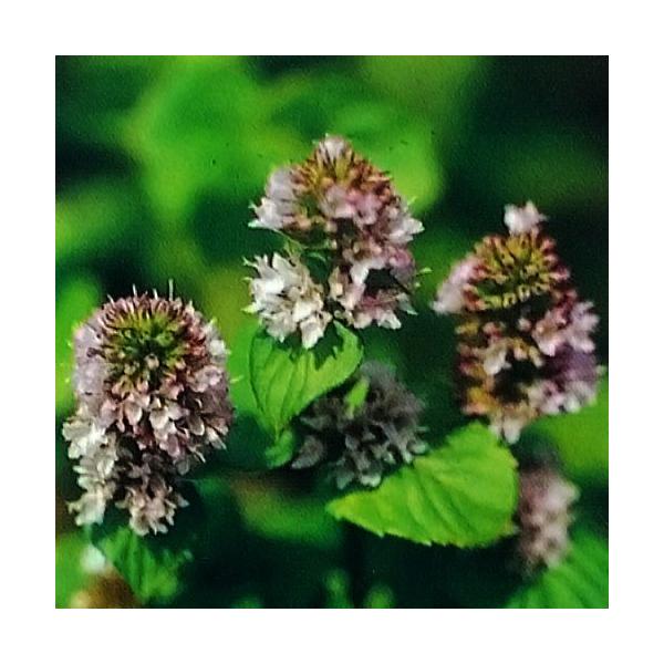 名前の通りオレンジの香りがするミントです。柑橘系の香りが好きな方にお勧め。ペパーミントの変種で丸みのある葉にはつやがあります。ミントティーを始め、料理の香り付けやアロマ、グランドカバーにと様々な楽しみ方ができます。ハーブ（香草）「ミント」苗...