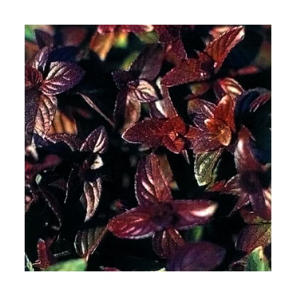 ブラックペパーミント系の品種で外観や香りはよく似ています。ハーブキャンディーの製造用に品種改良されたため、風味が強いのが特徴です。ミントティーを始め、料理の香り付けやアロマ、グランドカバーにと様々な楽しみ方ができます。ハーブ（香草）「ミント...