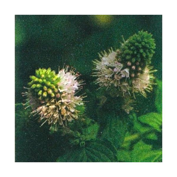 ガムや歯磨き粉などでおなじみのミントです。清涼感のあるさわやかな香りが人気。メントールの含有量が多く苦味もあるので料理やお菓子の添え物として利用しましょう。ミントティーを始め、料理の香り付けやアロマ、モヒートというカクテルにと様々な楽しみ方...