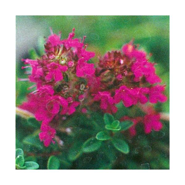 クリーピングタイムは、ハーブティや料理の香り付けに使う他、地面を這うように伸びていくのでグランドカバーとしても人気があります。通常の桃花種よりも開花時に目立ちます。生育はほとんど変わらないので2種類育てて見るのも良いかと思います。ハーブ（香...